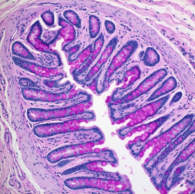 Histology | NJMS Research